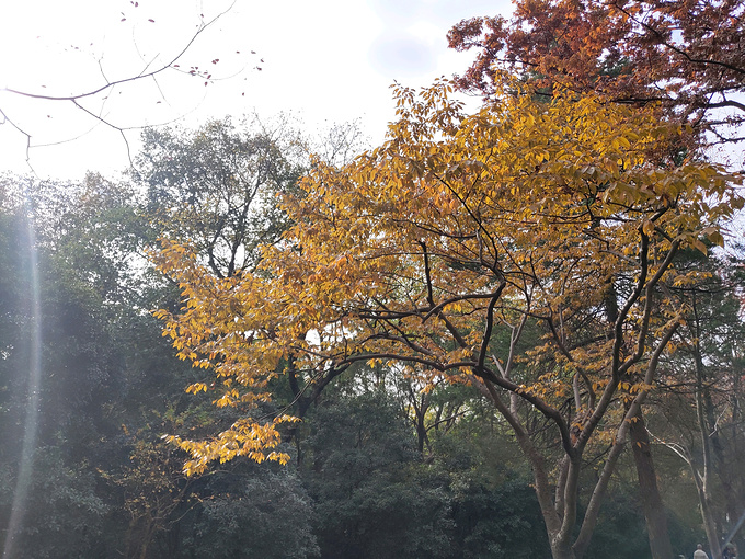 三年后的邂逅——南京-南京旅游攻略-游记-去哪儿攻略