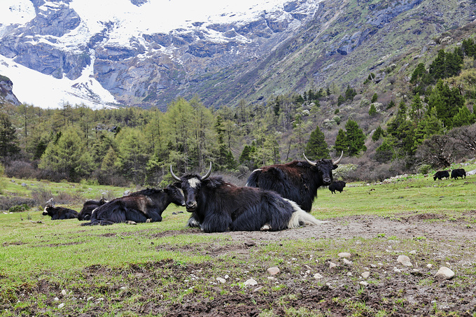 2020毕棚沟羊角花节暨半脊峰登山节圆满落幕！ -理县旅游攻略-游记-去哪儿攻略