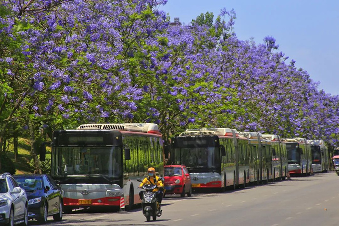 成都蓝花楹开了！推荐2处超美打卡地，全都免费！-成都旅游攻略-游记-去哪儿攻略