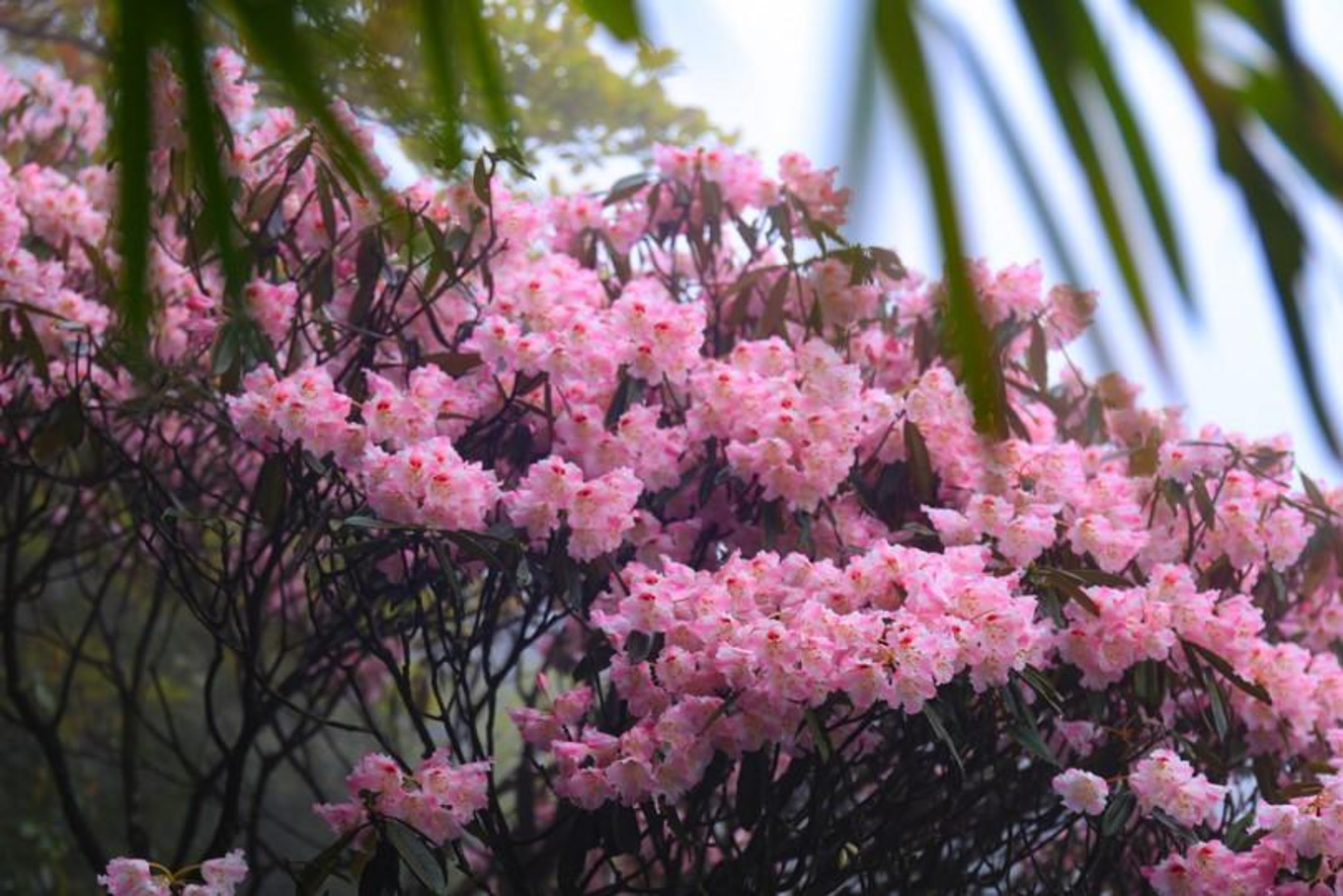 未命名标题-莽山旅游攻略-游记-去哪儿攻略