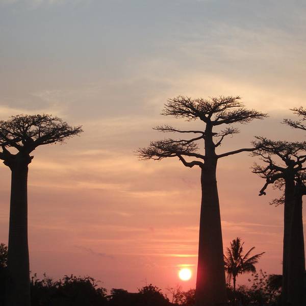 2025猴面包树大道门票,穆龙达瓦猴面包树大道游玩攻略,猴面包树大道游览攻略路线/地址/门票价格-【去哪儿攻略】