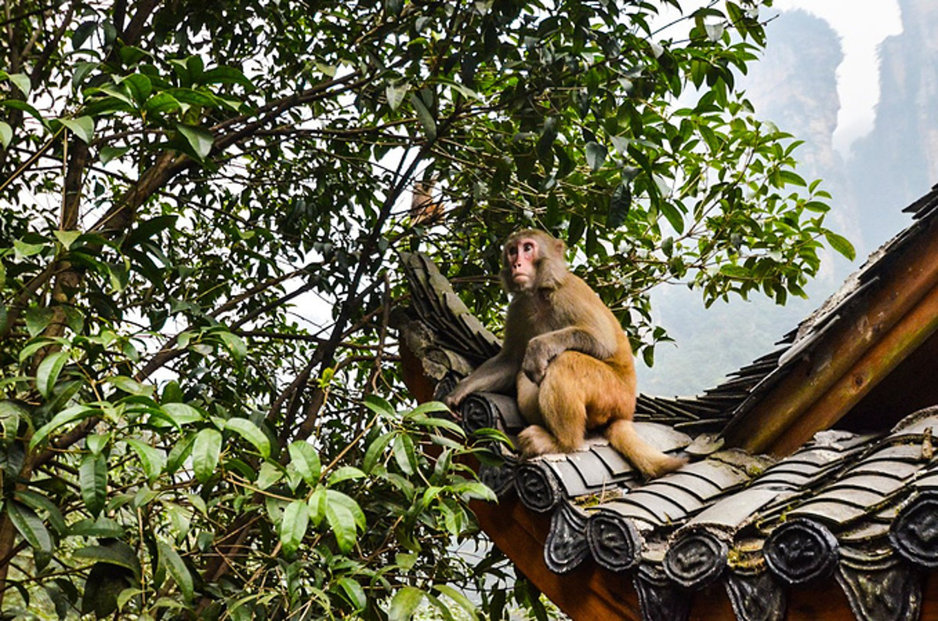 未命名标题-张家界旅游攻略-游记-去哪儿攻略