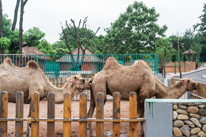 浙江超适合亲子度假的生态园，有游乐场有动物园，从白天玩到黑夜-衢州旅游攻略-游记-去哪儿攻略